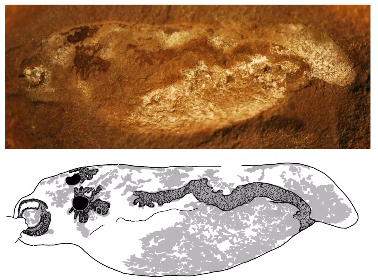 Soyu tükenmiş bir lamba türü olan Pipiscius zangerli'nin 309 milyon yıllık bir fosili. (Resim: Tetsuto Miyashita)