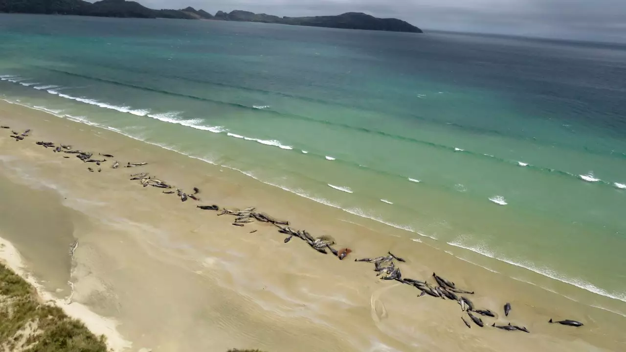 နယူးဇီလန်ကမ်းခြေမှာ သောင်တင်နေတဲ့ ဝေလငါး ၁၄၅ ကောင် သေဆုံးချိန်မှာ ကြောက်စရာကောင်းတဲ့ မြင်ကွင်း