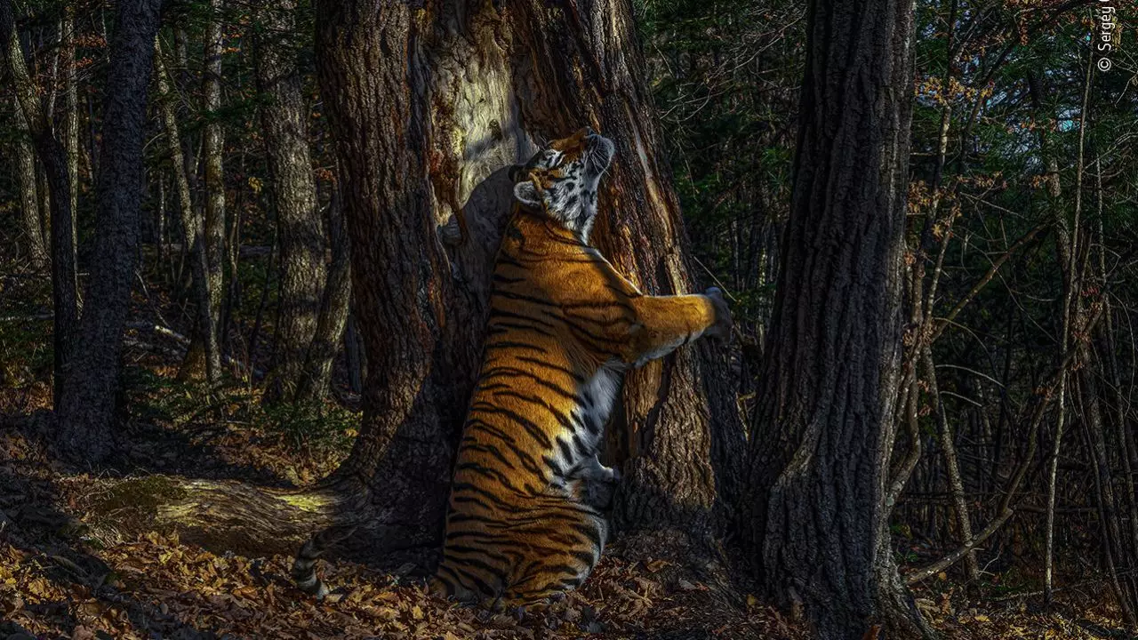 Od tigra koji grli drvo do Pallasovih mačaka koji se brčkaju, ovo su ovogodišnje najbolje fotografije prirode