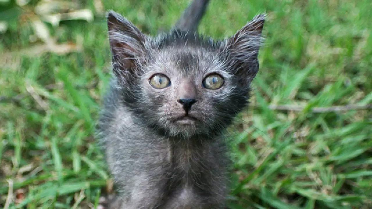 Хората създават котки върколаци - и те са много сладки и много призрачни
