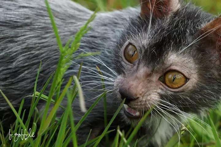 Lidé vytvářejí kočičí vlkodlaky – a jsou velmi roztomilí a velmi strašidelní
