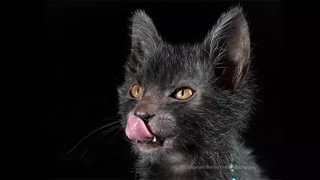 İnsanlar Kedi Kurt Adamlar Yaratır - Ve Çok Sevimli ve Çok Ürkütücüdürler