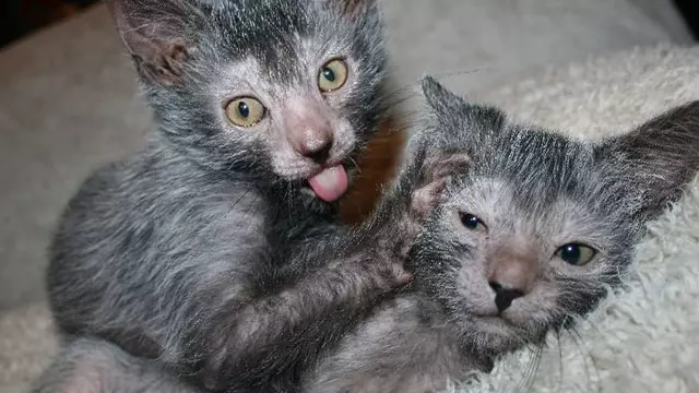 İnsanlar Kedi Kurt Adamlar Yaratır - Ve Çok Sevimli ve Çok Ürkütücüdürler