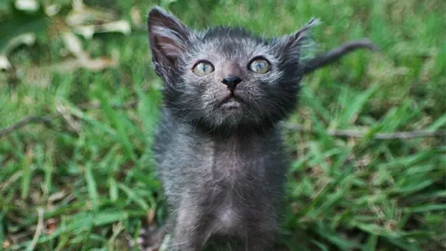 Lidé vytvářejí kočičí vlkodlaky – a jsou velmi roztomilí a velmi strašidelní