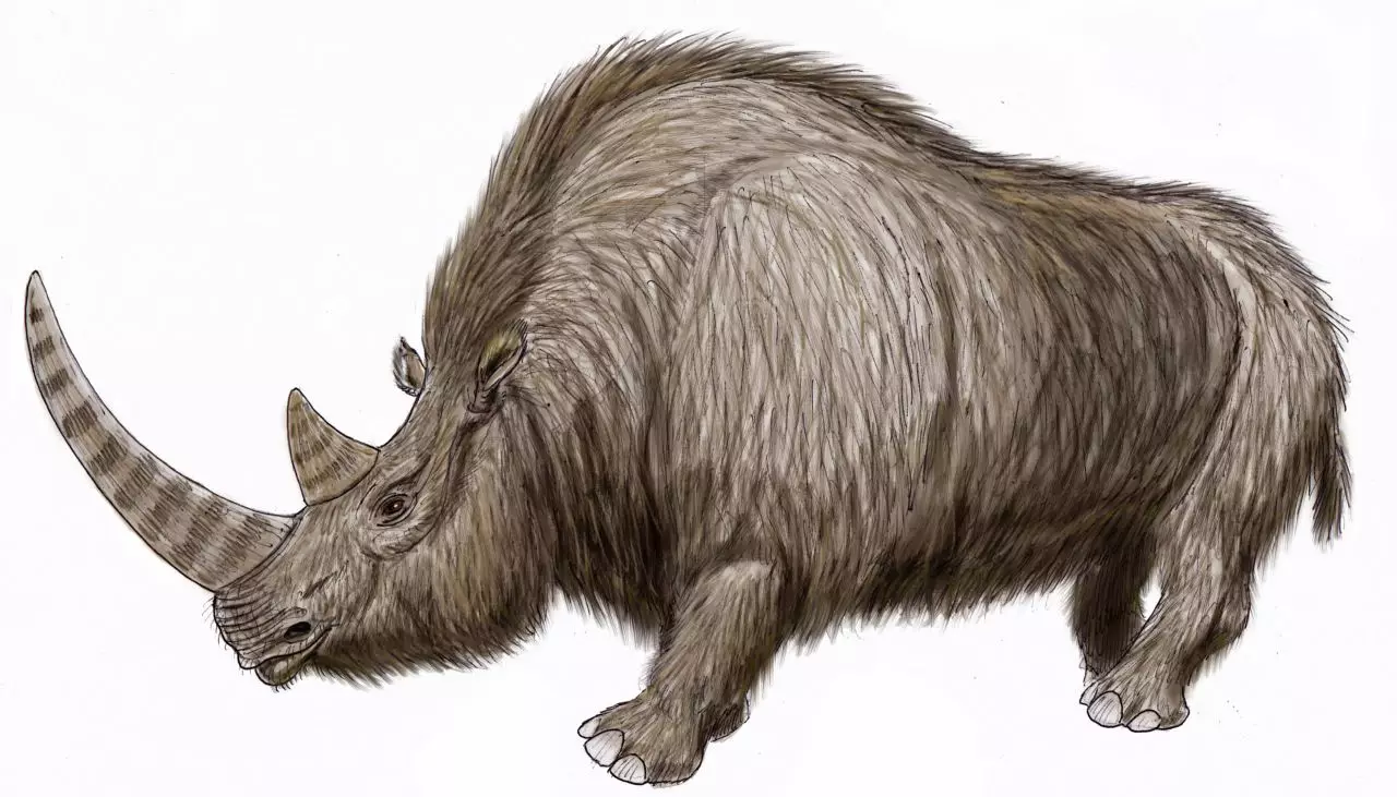 Kënschtler Rekonstruktioun vum Wooly Rhinoceros (Illustratioun: Wikimedia Commons, Fair Use)