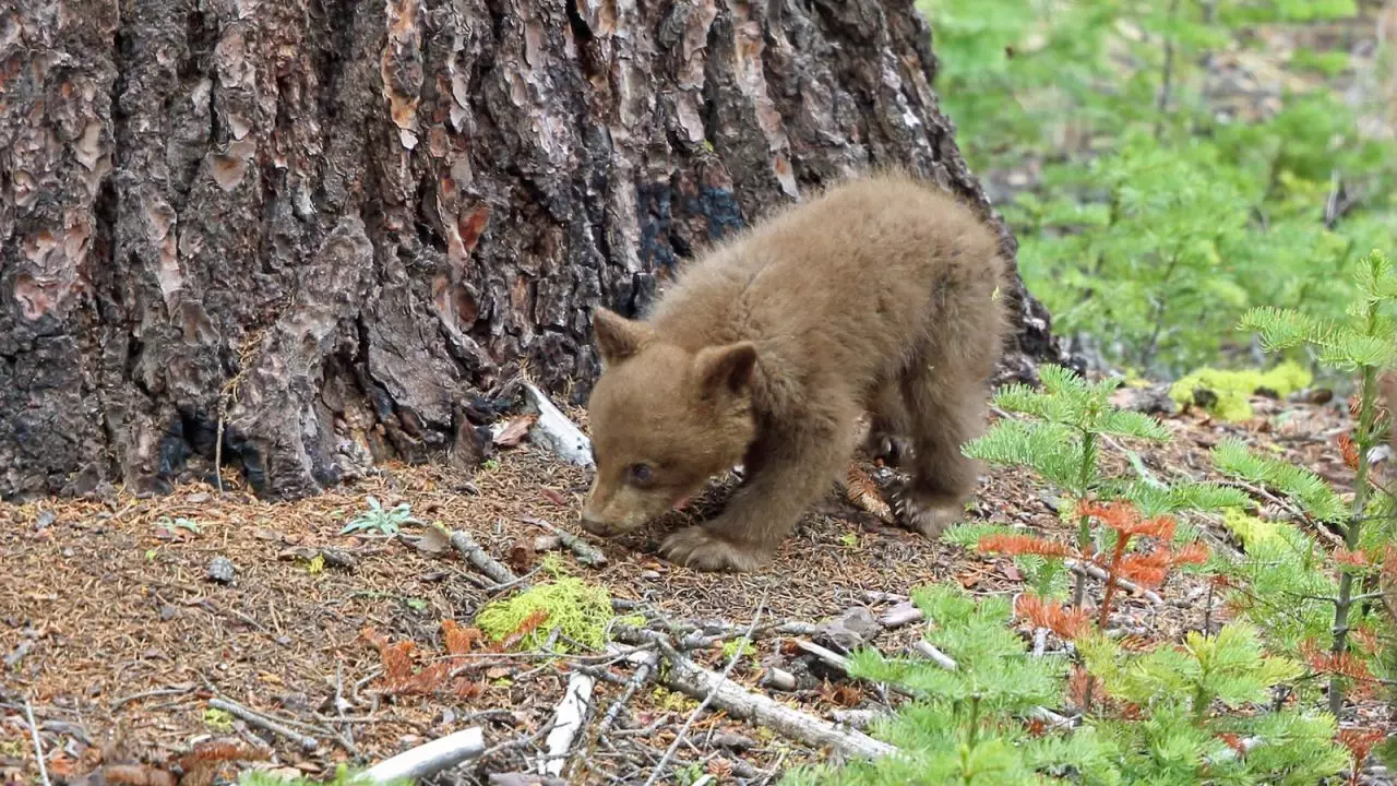 Yosemite Milli Parkı Ayı Pərəstişkarları üçün Pip Şou təklif edəcək