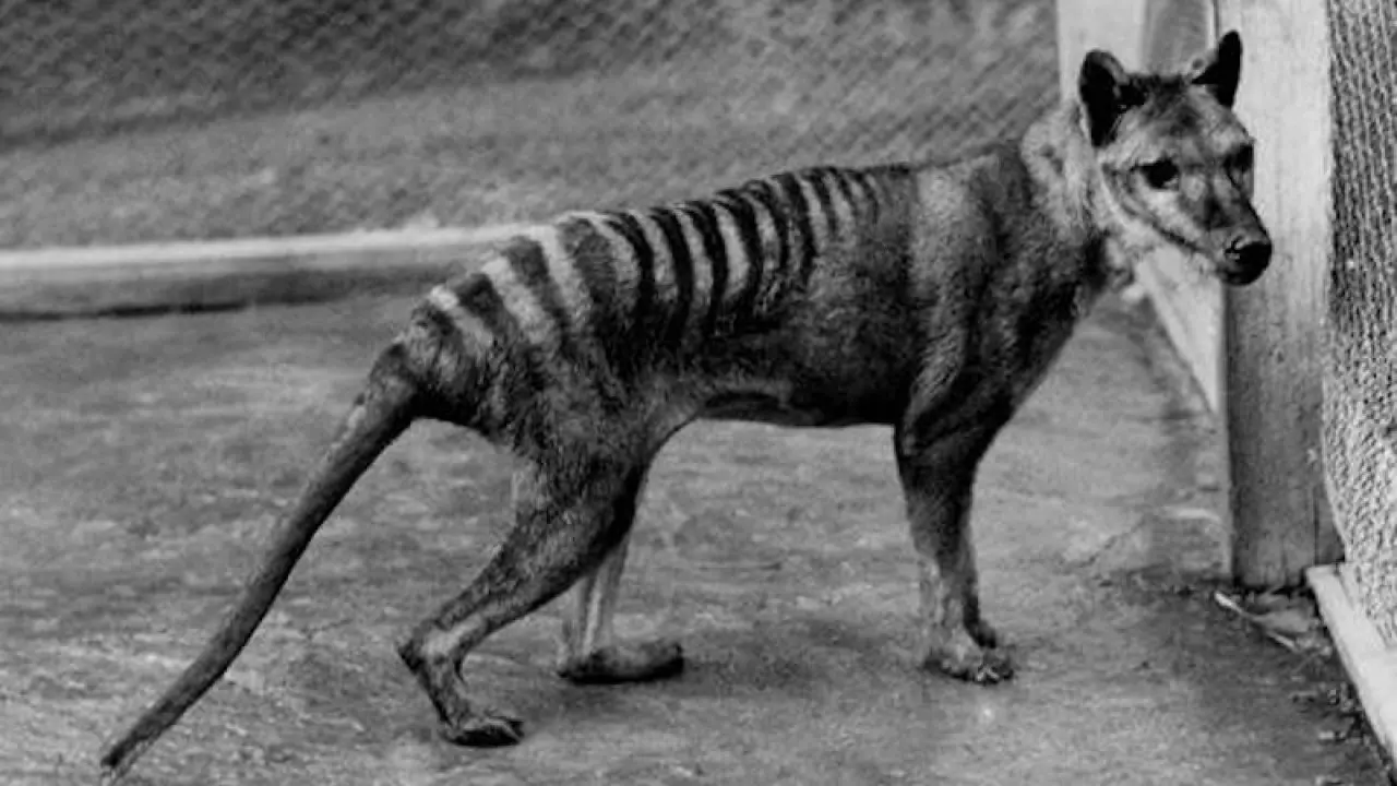 Tasmanian Tiger var veiddur til útrýmingar sem „stórt rándýr“