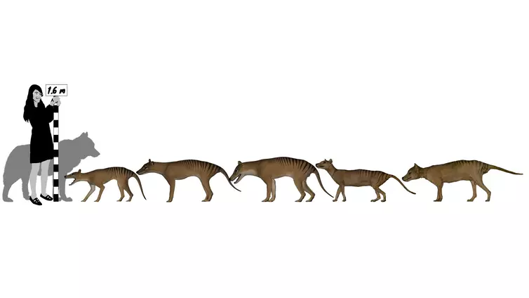 Әйелге қатысты thylacines өлшемін көрсететін графика