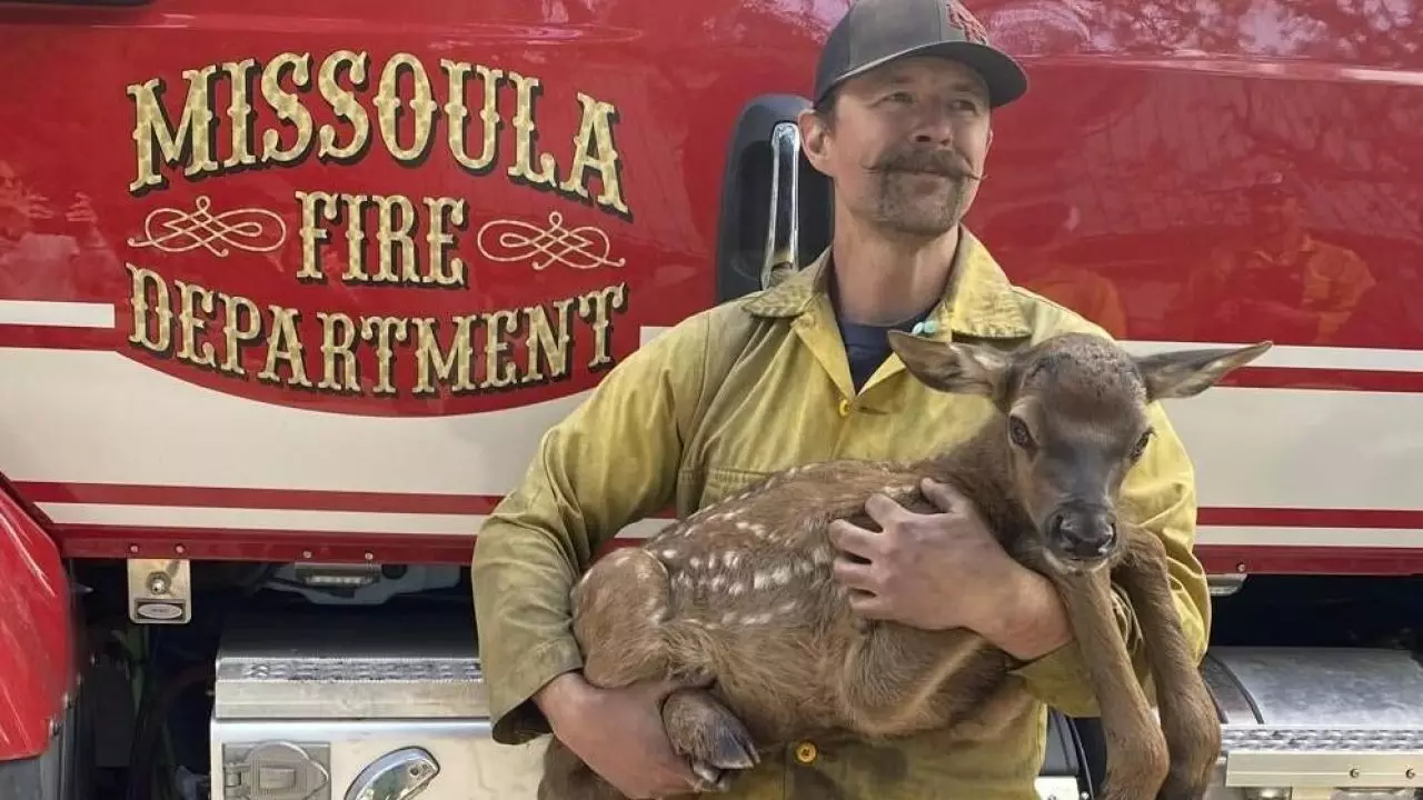 Bombeiros do Novo México resgatam adorável filhote de alce