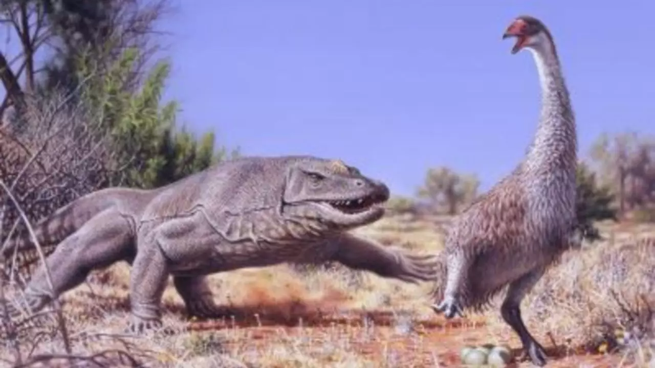 Wês tankber Dizze Demon Ducks of Doom neame Súd-Austraalje net mear thús