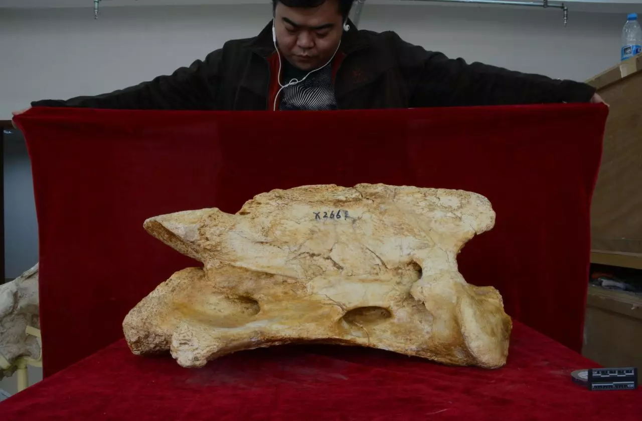Aks la menmen (premye vètebral nan kòl matris nan kolòn vètebral la) nan Rinoseròs jeyan Paraceratherium linxiaense la. (Imaj: Tao Deng)