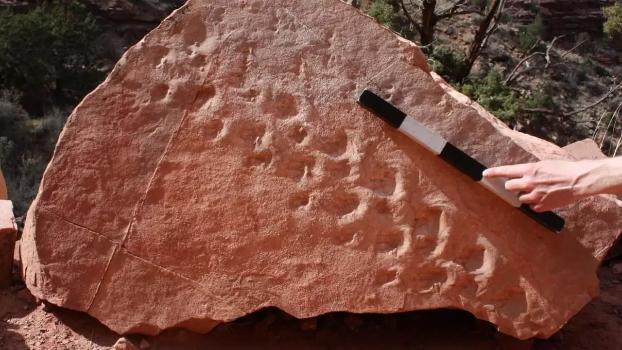 Ang Nahulog nga Boulder sa Grand Canyon Nagpadayag sa 300-Million-Year-Old Footprints