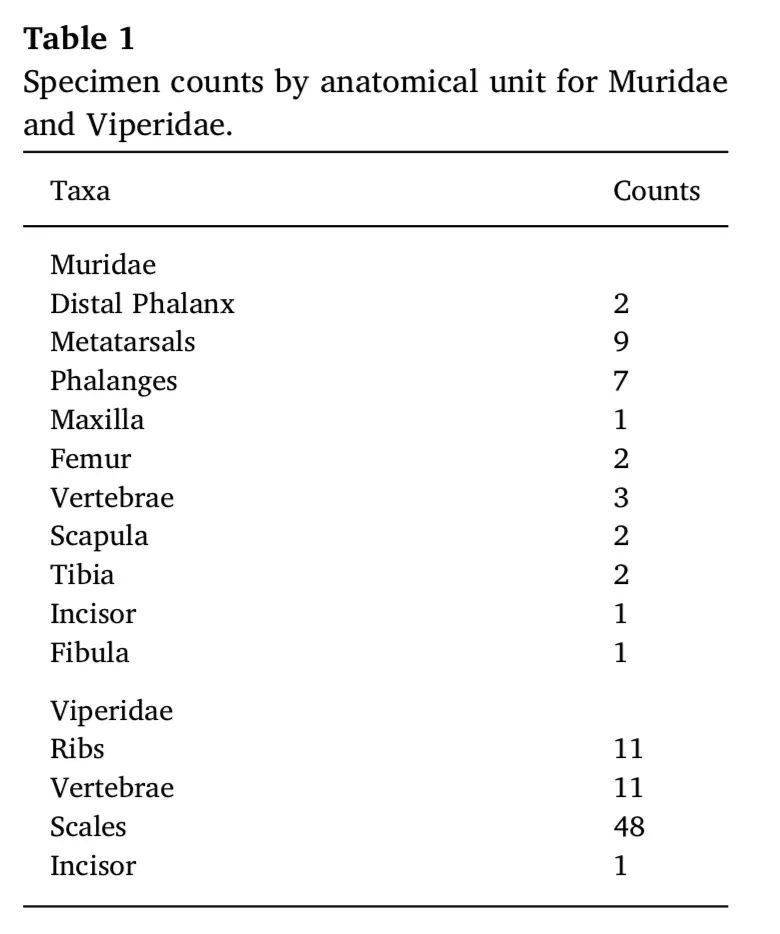 Xuubka Bani'aadamka ee Fossilized ayaa tusay calaf-quute Qadiimiga ahaa oo Cunay Mas Rattlesnake oo dhan - Fang waxaa ku jira