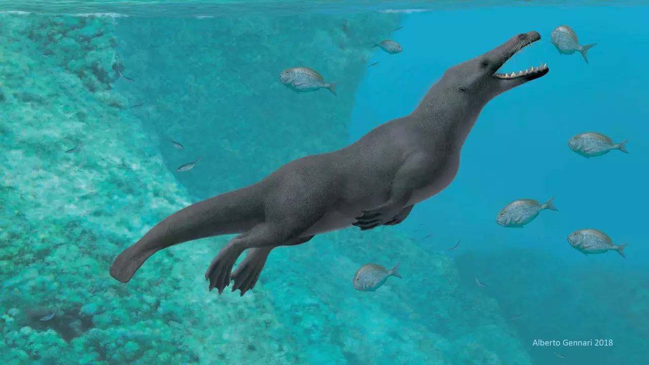 Onbekende spesies van antieke vierbeenwalvisse wat in Peru ontbloot is