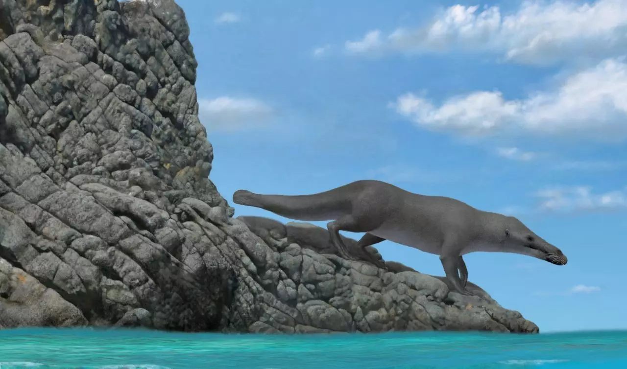 Onbekende soorten oude vierpotige walvis ontdekt in Peru