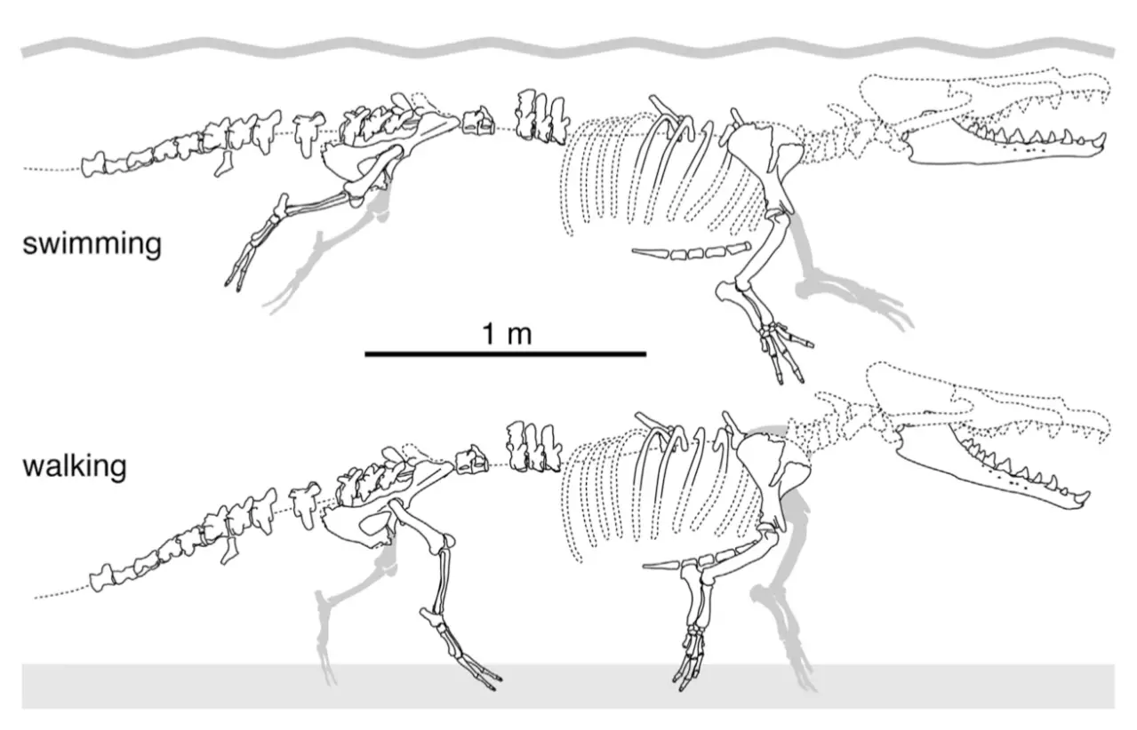 מינים לא ידועים של לוויתנים עתיקים עם ארבע רגליים שנחשפו בפרו