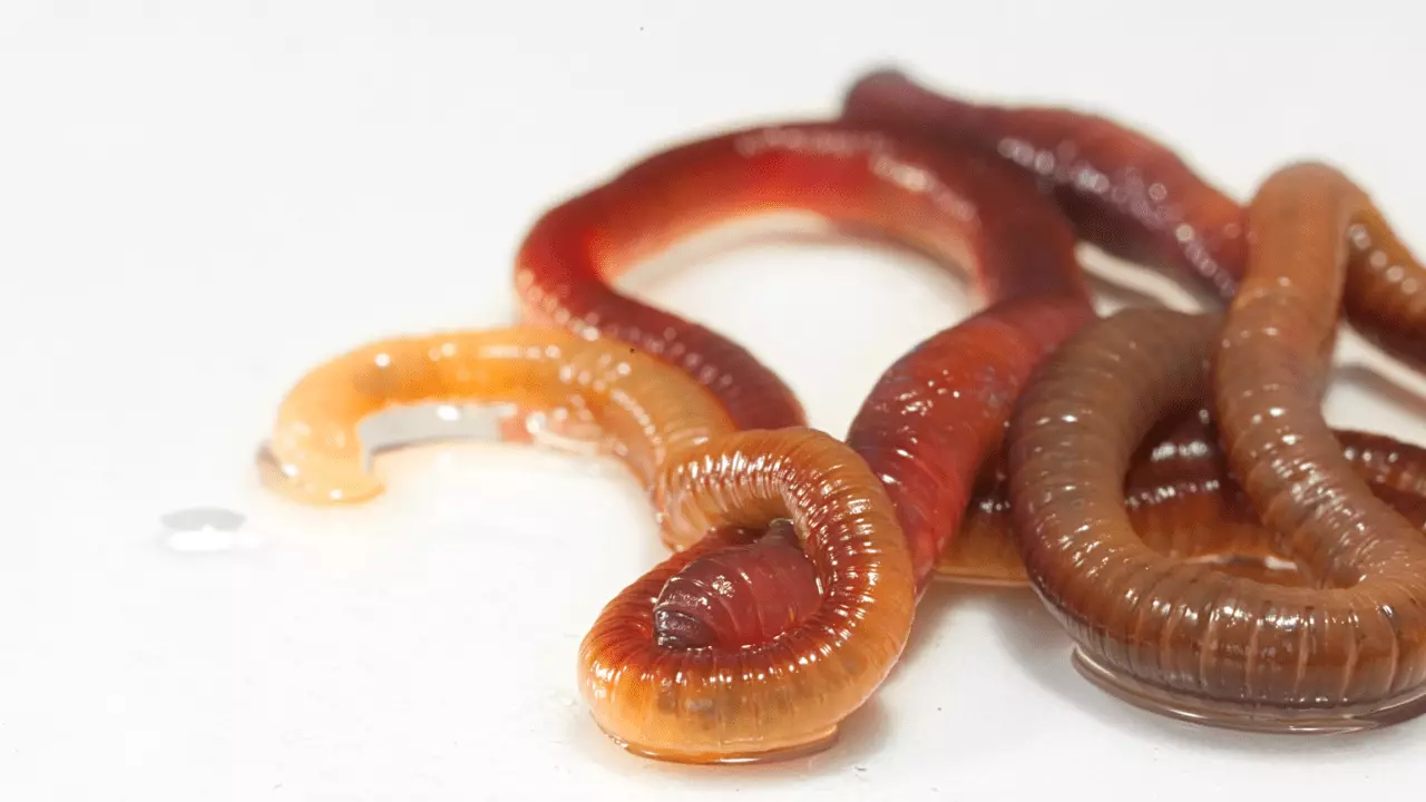 Anyị na-ama jijiji ka Earthworms mụta maka ijikọ ụbụrụ mmadụ na kọmpụta n'enweghị nsogbu