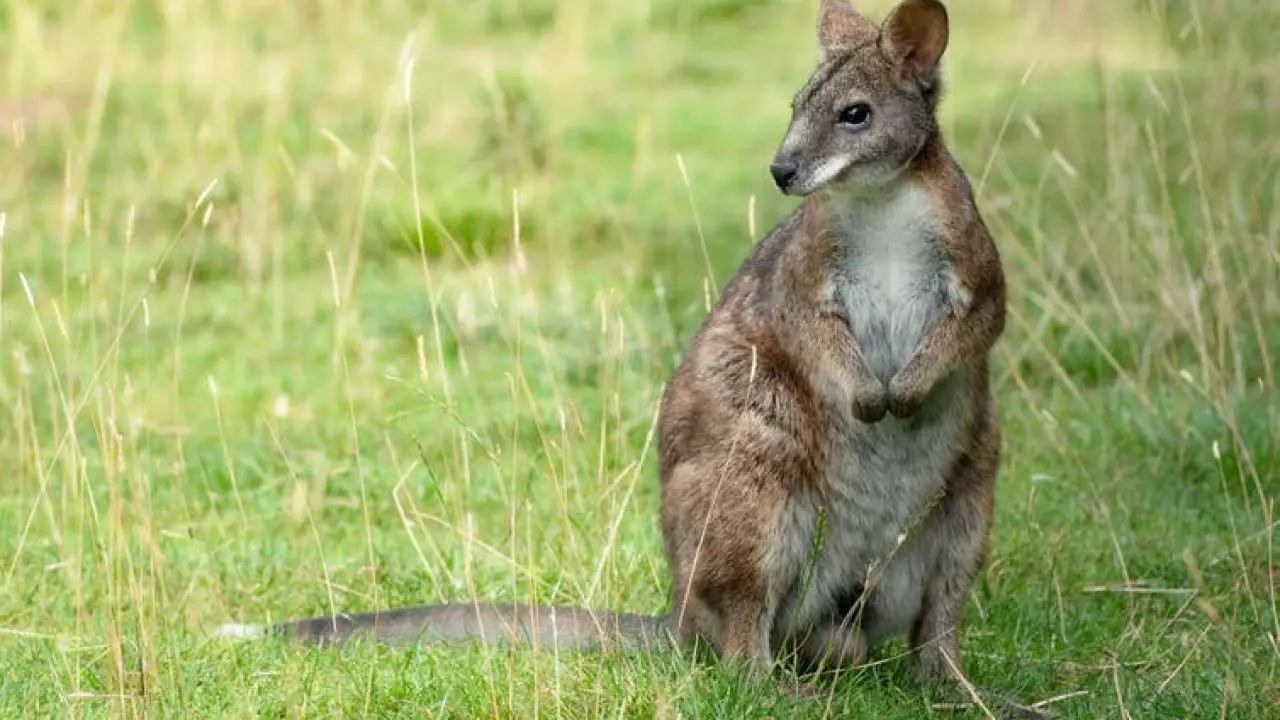 I wallaby sono a piede libero in Gran Bretagna, abbiamo mappato 95 avvistamenti