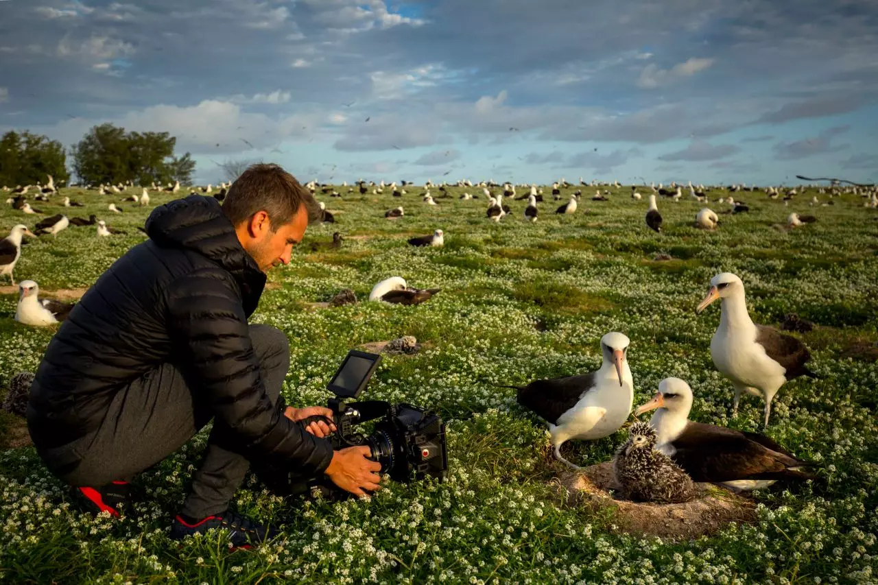 Shive snima Laysan albatrose (Phoebastria immutabilis) u nacionalnom utočištu za divlje životinje atola Midway.