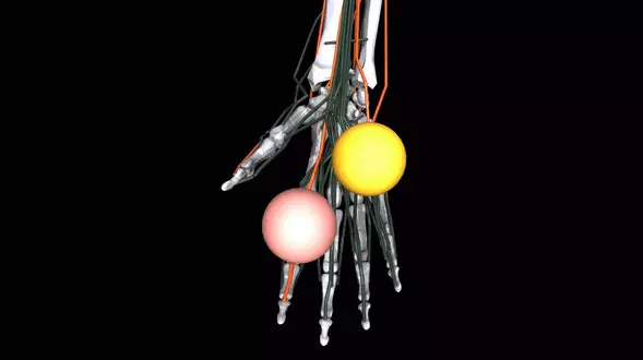 Симулятори нави Skeleton Meta 'MyoSuite' метавонад ба рушди протез кӯмак расонад