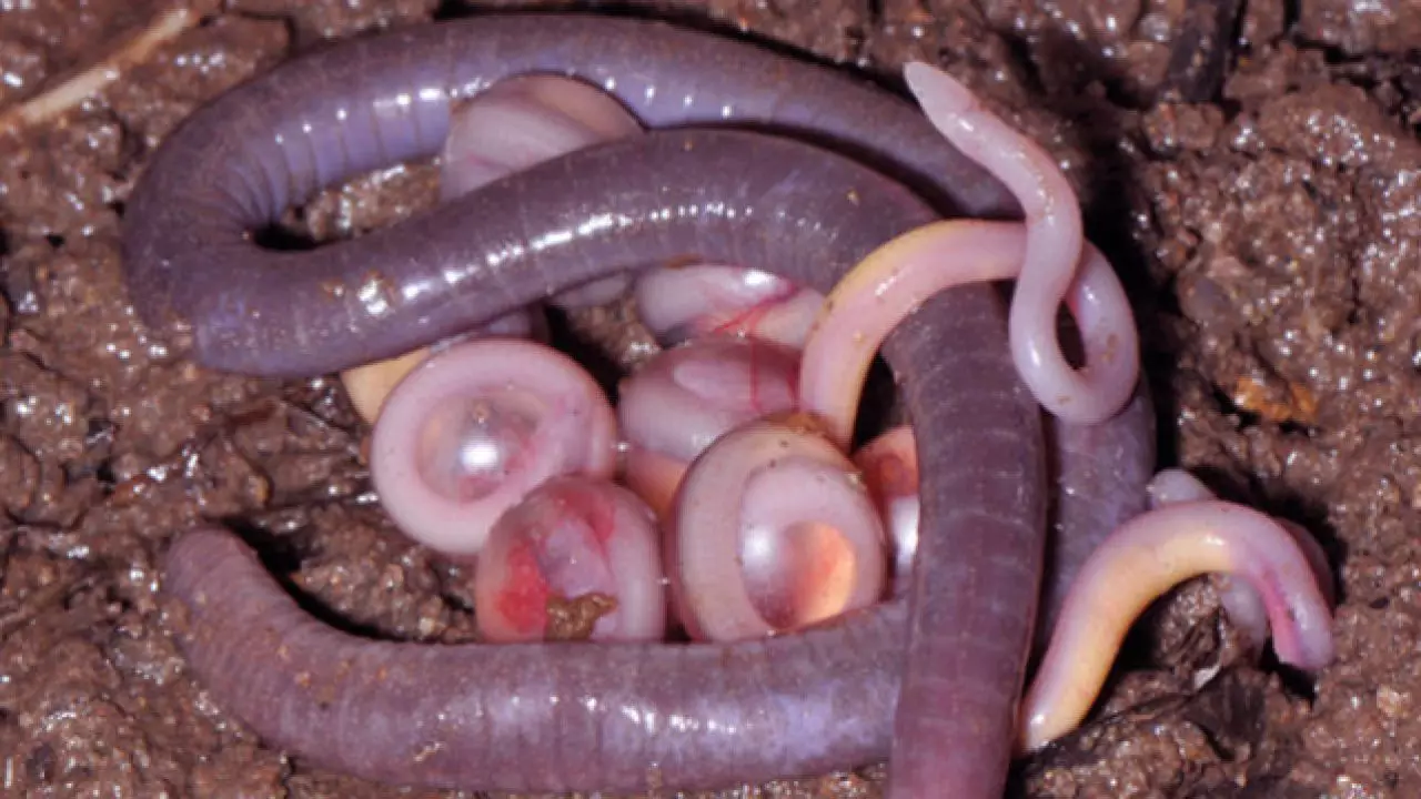 Эти «дождевые черви» на самом деле представляют собой совершенно новое семейство амфибий