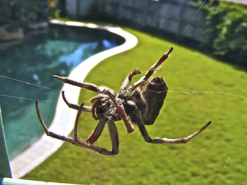 Schietuitdaging: 12 geweldige opnamen van bugs