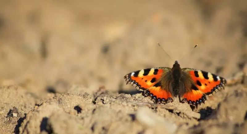 Schietuitdaging: 12 geweldige opnamen van bugs