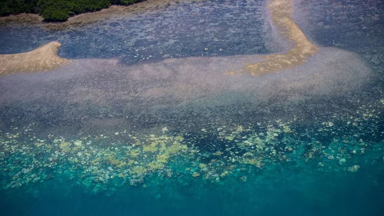 Ichi ndichifukwa chake Great Barrier Reef Ikufa