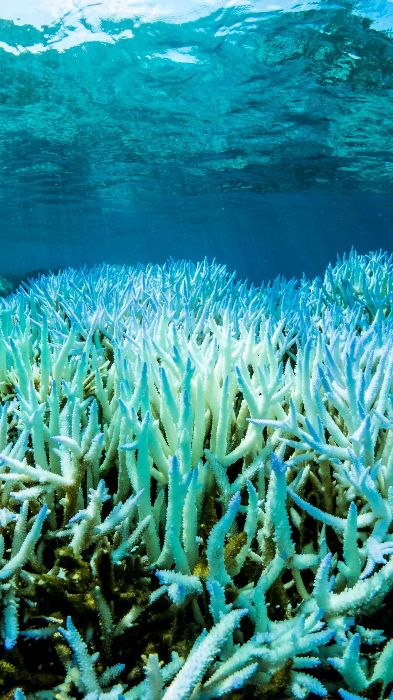 这就是为什么大堡礁正在消亡
