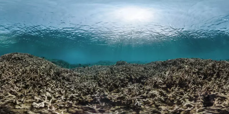 ဤသည်မှာ Great Barrier Reef သေဆုံးရခြင်း၏ အကြောင်းအရင်းဖြစ်သည်။