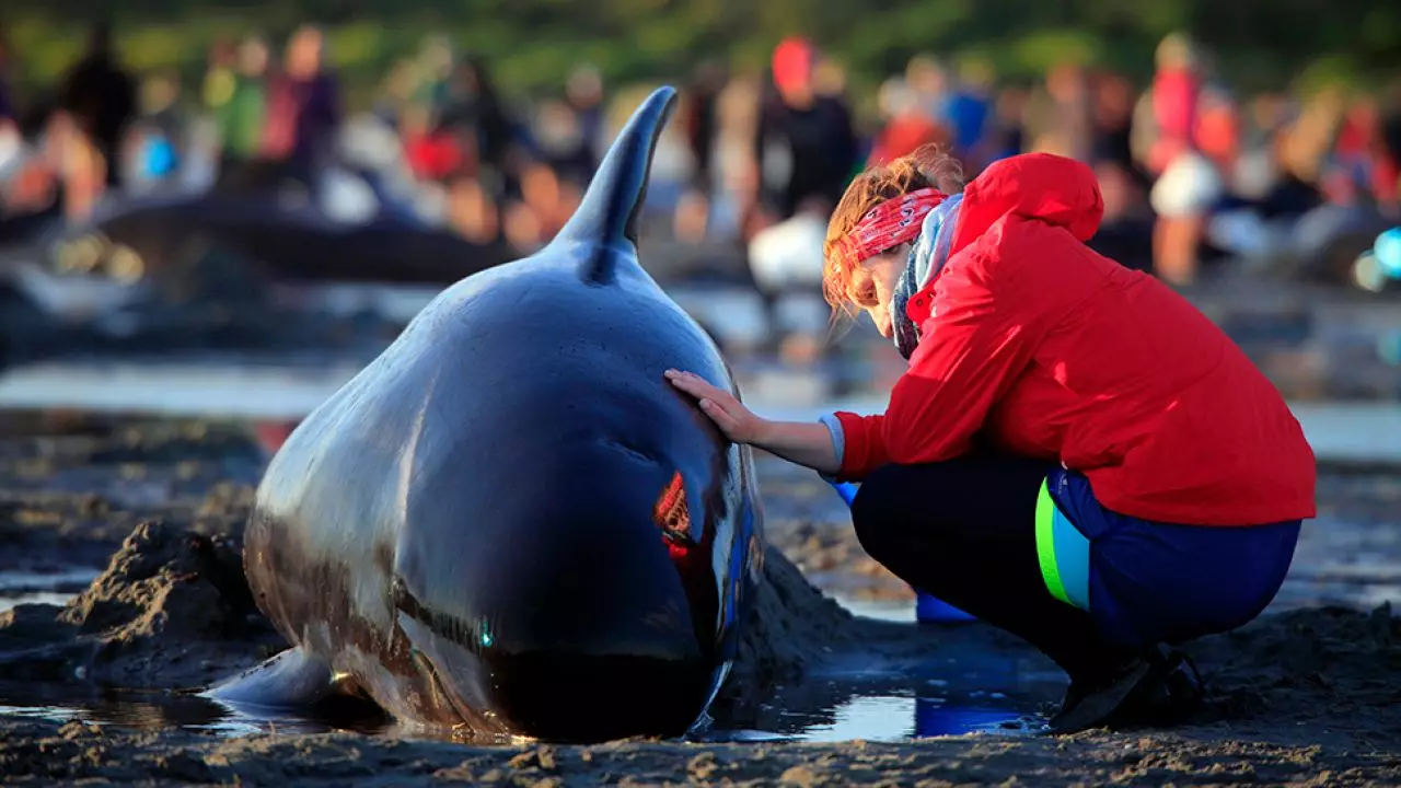 Sytuacja z wielorybami wyrzuconymi na brzeg w Nowej Zelandii staje się coraz gorsza, gdy setki ludzi wyląduje na lądzie