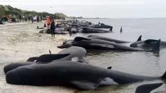 Honderde walvisse is dood ná 'n grusame massa wat in Nieu-Seeland gestrand het