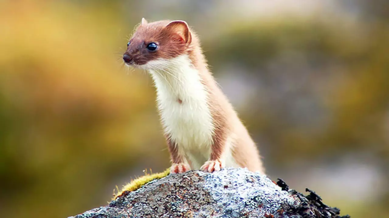 Isidumbu SeWeasel Esibulewe YiHadron Collider Enkulu Siboniswe kuMboniso weMyuziyam eJikiweyo