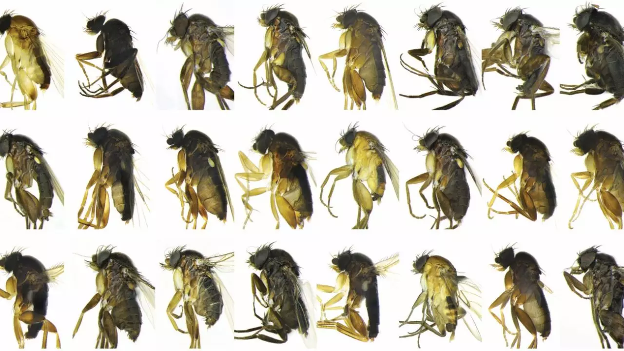 30 especies de mosca previamente descoñecidas descubertas en Los Ángeles