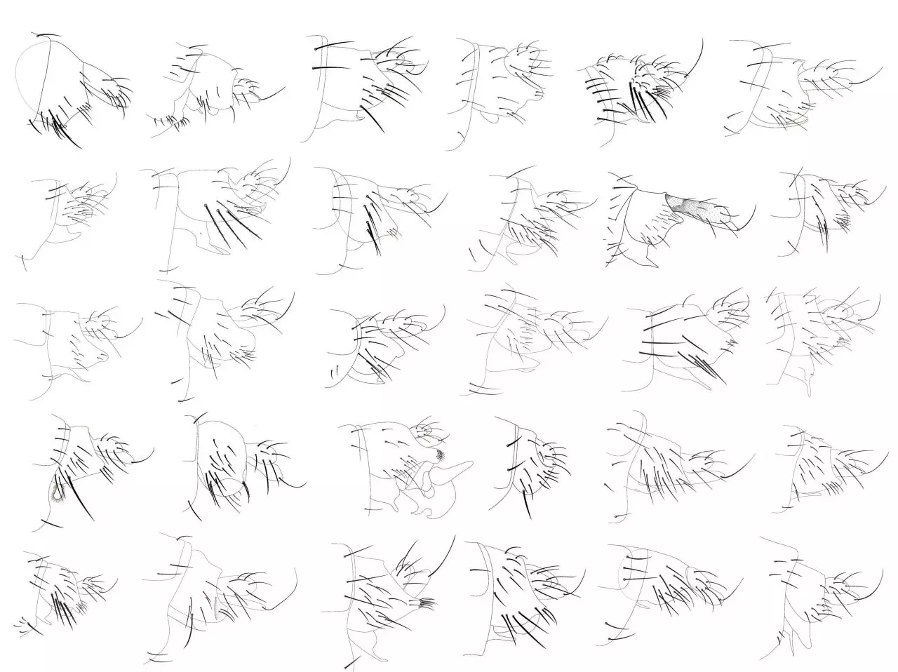 లాస్ ఏంజిల్స్లో 30 గతంలో-తెలియని ఫ్లై జాతులు కనుగొనబడ్డాయి