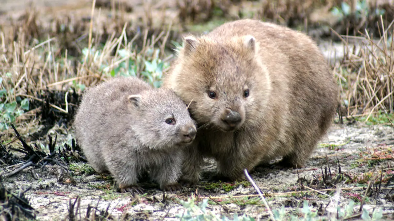 Ilmuwan Mempelajari Lebih Banyak Tentang Wombat dan Kotoran Kubusnya yang Indah