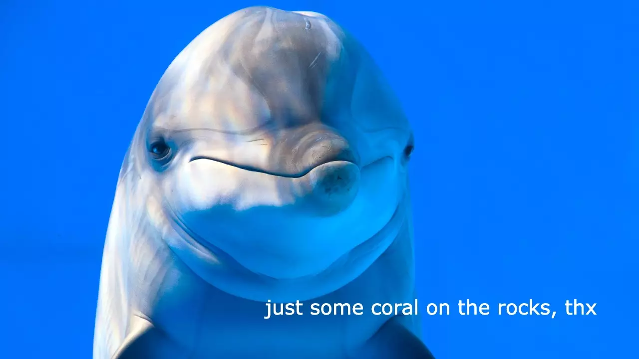 ڈولفنز نئی ویڈیو میں مرجان کے ساتھ خود دوا کرتی نظر آتی ہیں۔