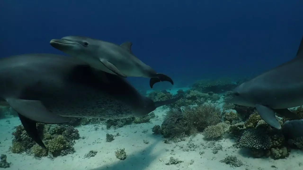 Delfiiniemä kulkee korallien ohi vasikkansa kanssa.
