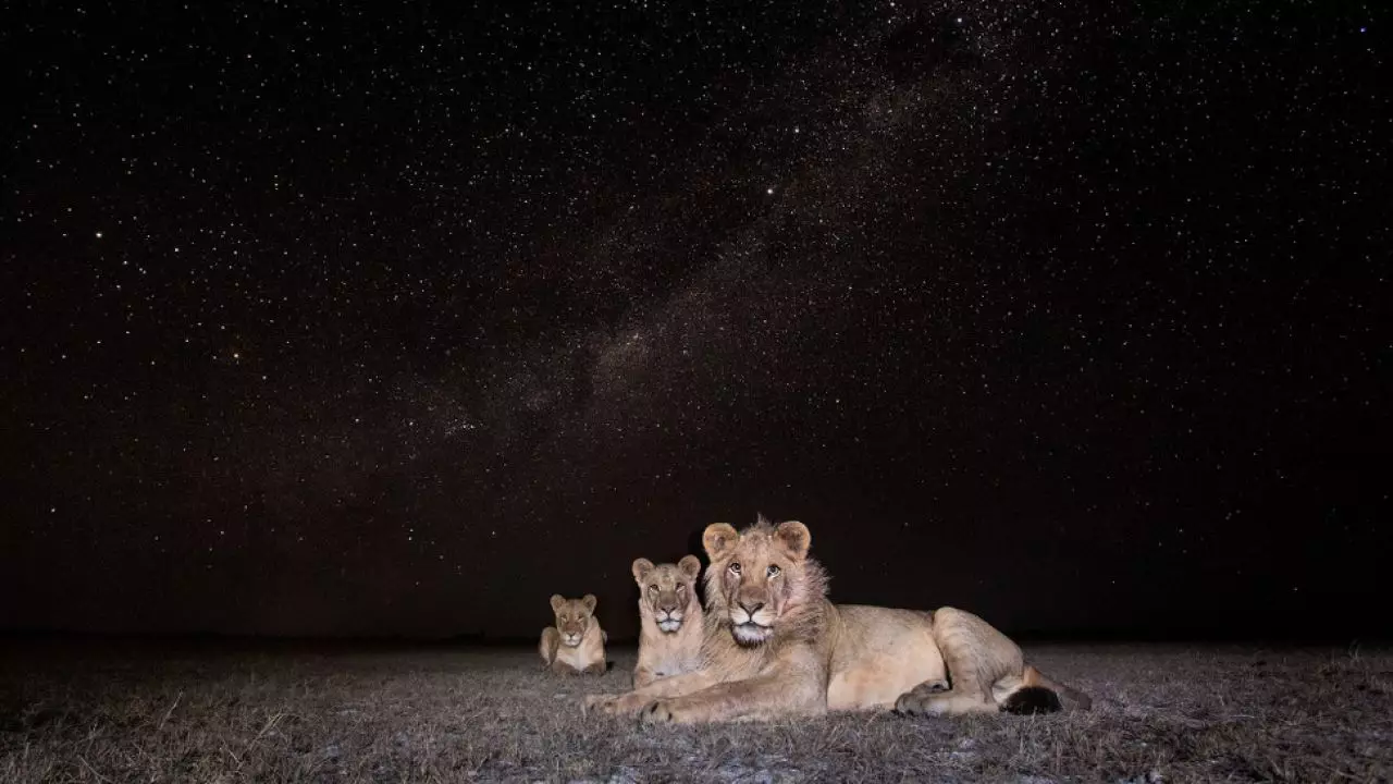 13 foto të bujshme me kamera kurth të kafshëve afrikane gjatë natës