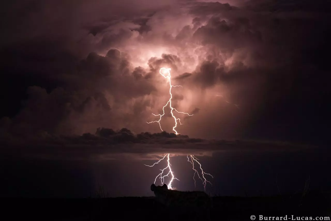 13 sensacingų fotoaparato spąstų nuotraukų, kuriose užfiksuoti Afrikos gyvūnai naktį