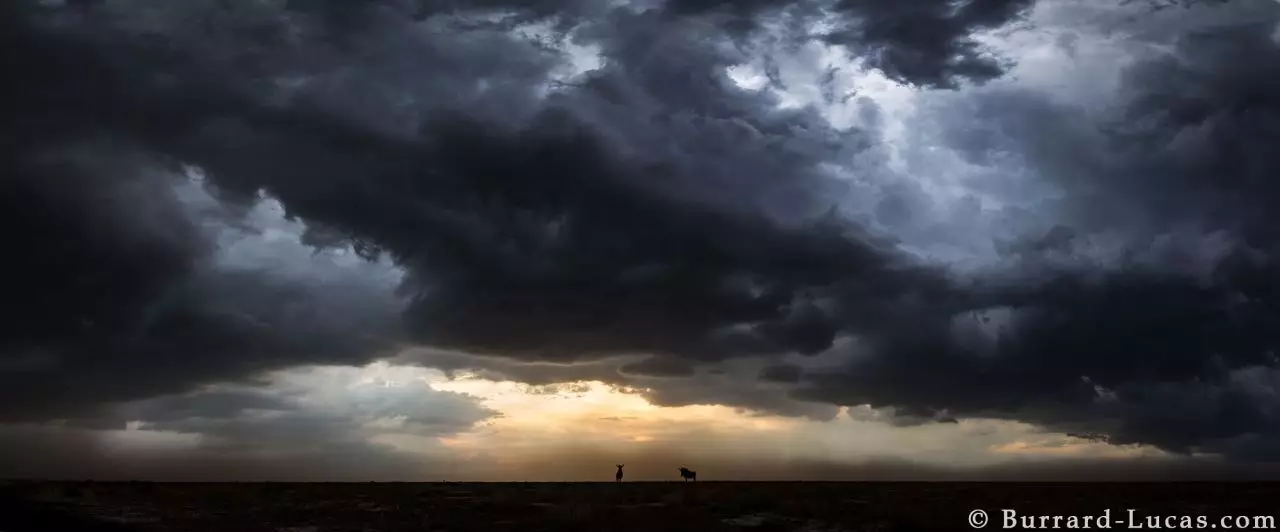 13 foto të bujshme me kamera kurth të kafshëve afrikane gjatë natës