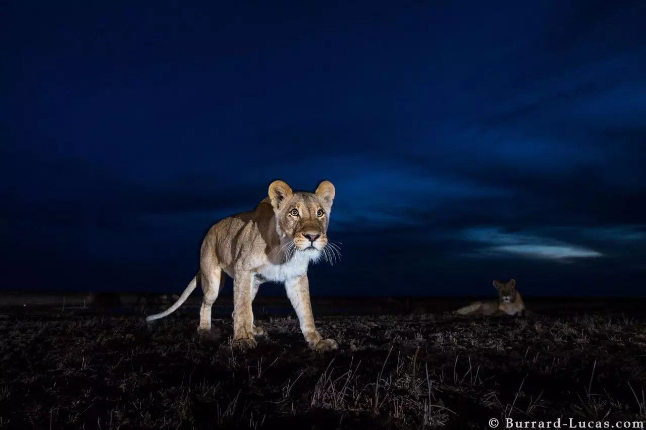 13 sensationelle Kamerafallenfotos von afrikanischen Tieren bei Nacht