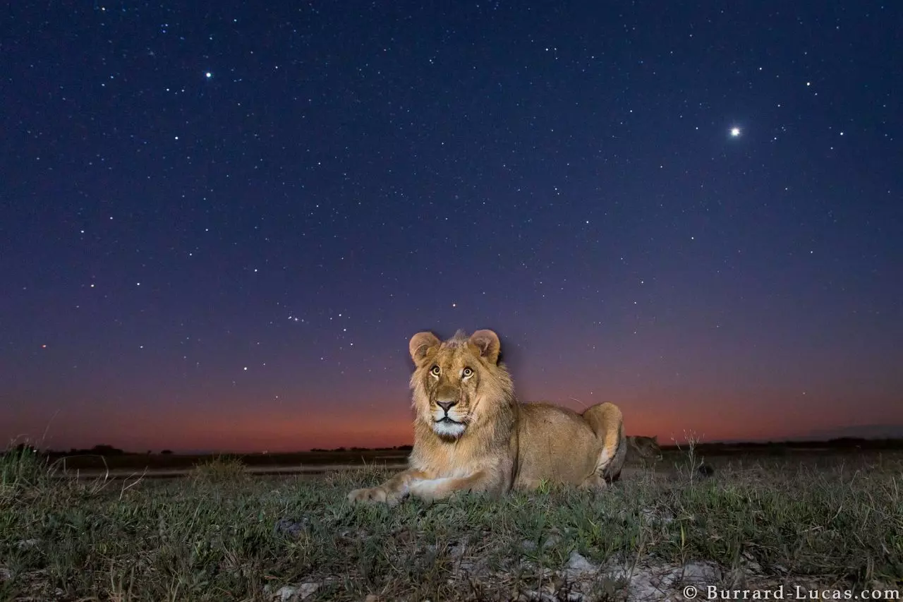 13 صور فخ كاميرا مثيرة لحيوانات أفريقية في الليل