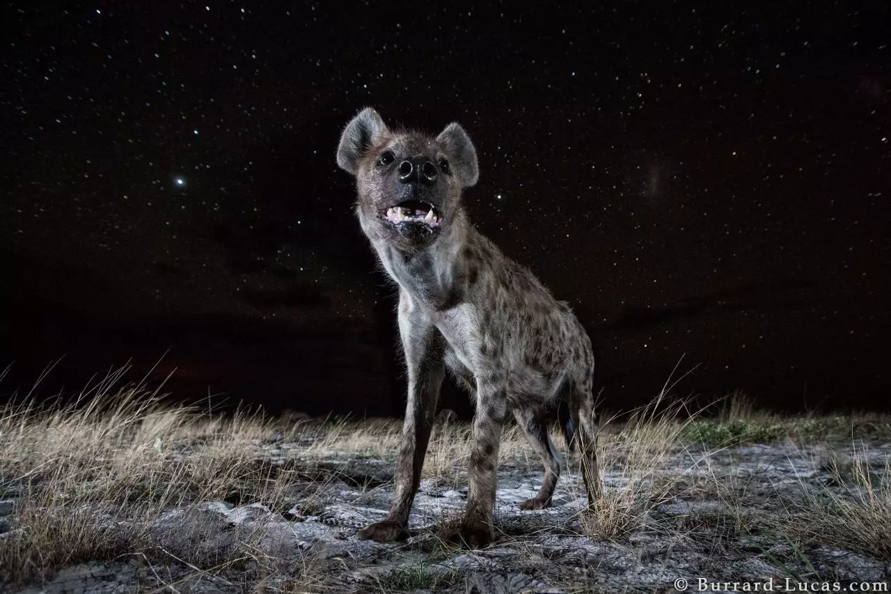 13 senzacionalnih fotografija afričkih životinja u zamkama noću