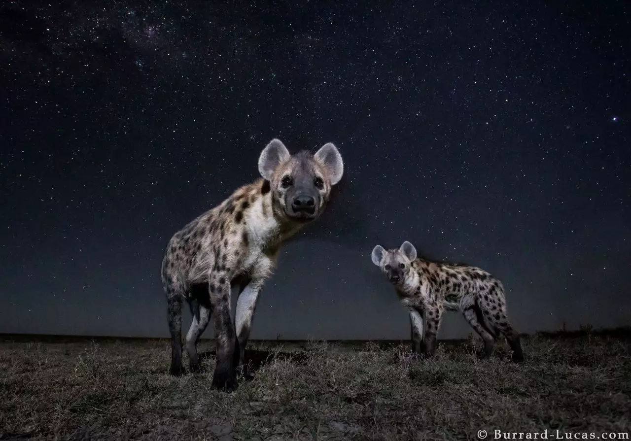 13 Foto Perangkap Kaméra Sensasional Sato Afrika Peuting