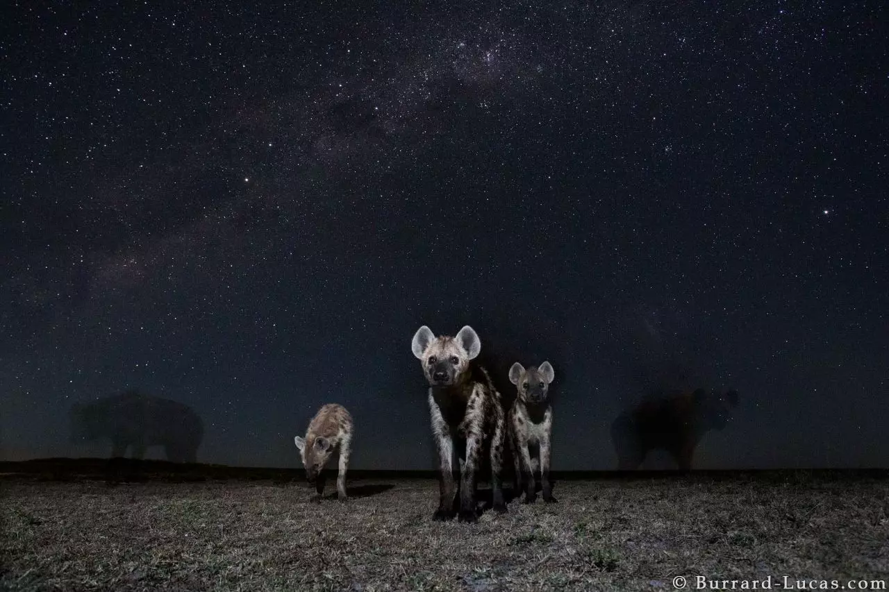 13 foto të bujshme me kamera kurth të kafshëve afrikane gjatë natës