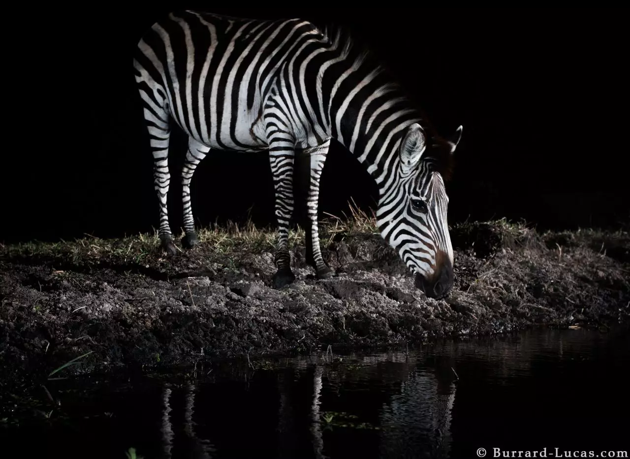 13 foto të bujshme me kamera kurth të kafshëve afrikane gjatë natës