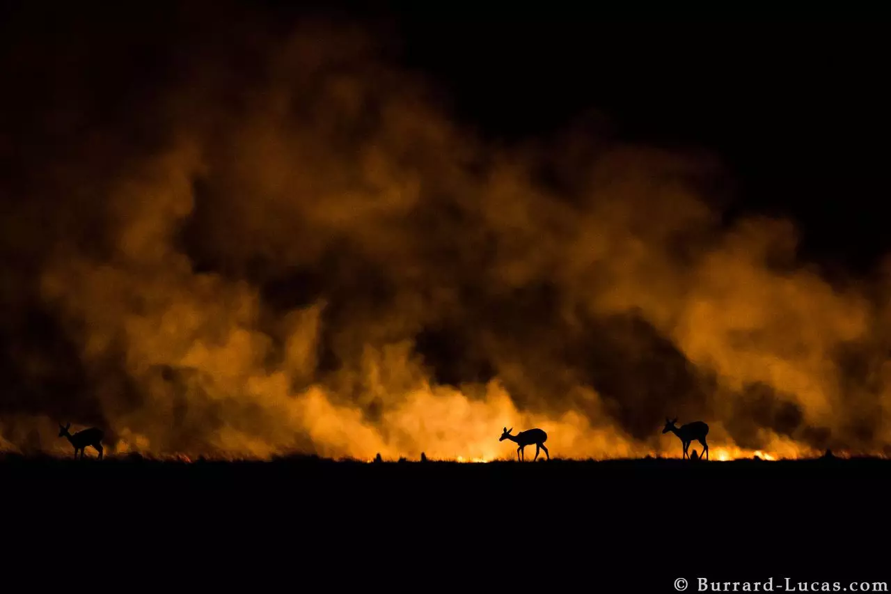 13 foto sensazionali di trappole fotografiche di animali africani di notte