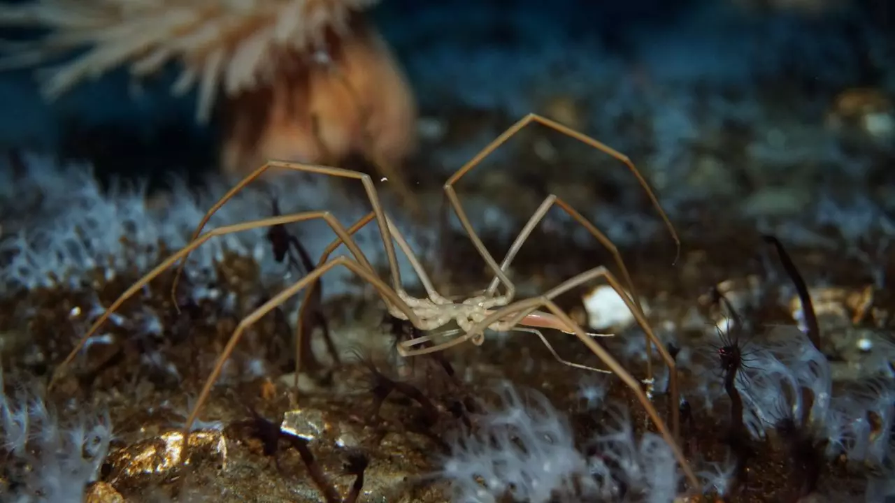 عناكب البحر الكابوسية تضخ دمائها باستخدام أحشائها