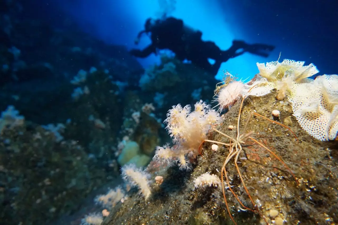 عناكب البحر الكابوسية تضخ دمائها باستخدام أحشائها